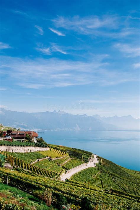 Vineyard Terrace In Chexbres Village In Lavaux Near Vevey And Montreux