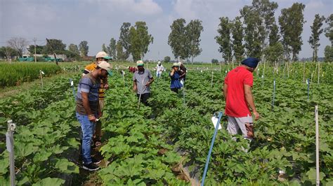 Training Programme Arizona Seeds