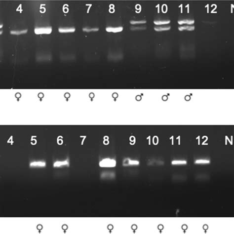 Sex Determination Of Porcine Embryo Biopsies Based On The Amplification