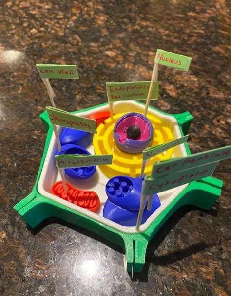 Basic 3d Plant Cell Model R3dmodeling