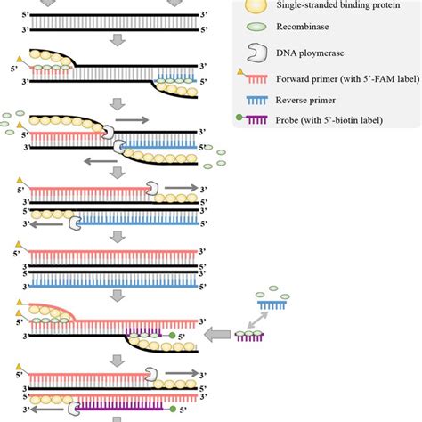 Development Of The Fish Sex Identification Method Using Download Scientific Diagram