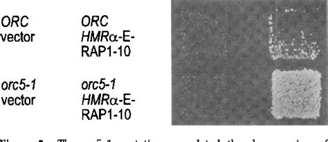 Figure 2 From The Origin Recognition Complex In Silencing Cell Cycle