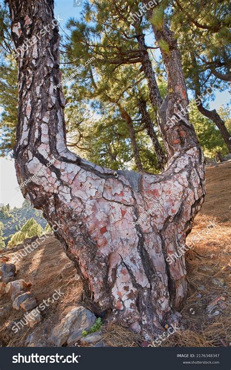 Unique Angle Tree Images Stock Photos Vectors Shutterstock