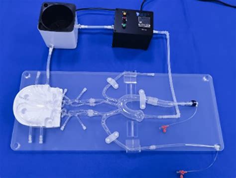 Intracranial Artery Model Advancing Understanding And Treatment Of Neurovascular Disorders