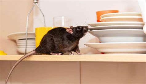 Rodent Infestation A Comprehensive Guide Cph Solutions