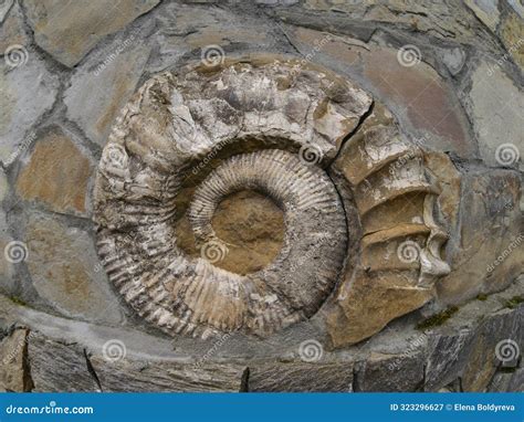 Huge Fossilized Shells Of Ancient Ammonites Stock Image Image Of Prehistory Palaeontology