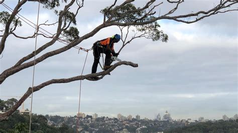 Safe And Affordable Tree Removal Services Company Northern Beaches Sydney