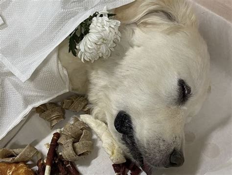 13년 동안 가족처럼 지낸 반려견 무지개 떠나 보낸 서프라이즈 김하영의 가슴 아픈 작별인사