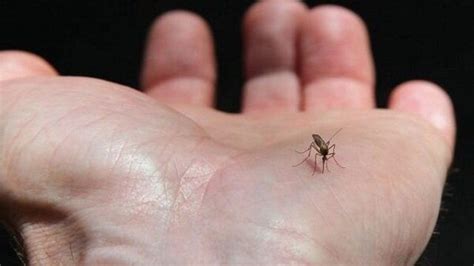 تب استخوان شکن از علائم تب دانگی صید پشه آئدس در ۴ استان کشور