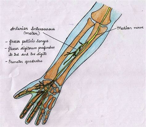 Anterior Interosseous Nerve Wikism Sports Medicine Wiki