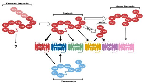 An Overview Of Oxytocin Chemical Structure Receptors Physiological
