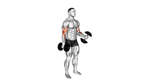 10 Effective Exercises For Pec Major Muscles Workout Guru