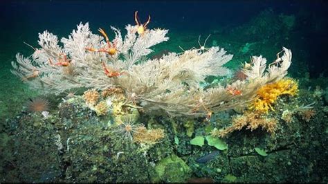 See The Newly Discovered 1000 Year Old Deep Sea Coral Reefs In Full
