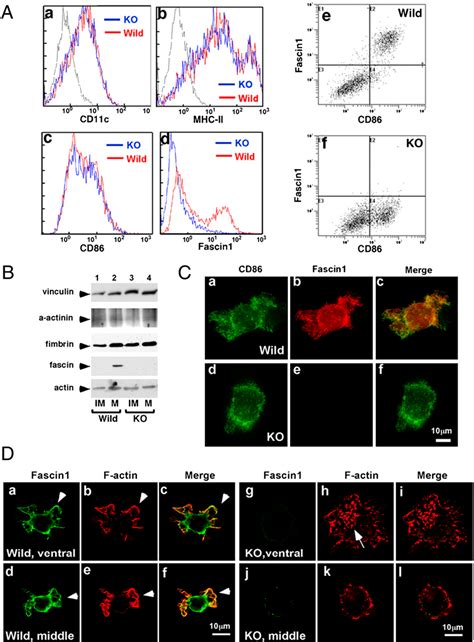 Figure 4 From This Information Is Current As Dendritic Cells Fascin 1