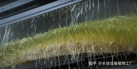 用水量能减少95！全自动化水培立体牧草工厂是如何工作的？ 知乎