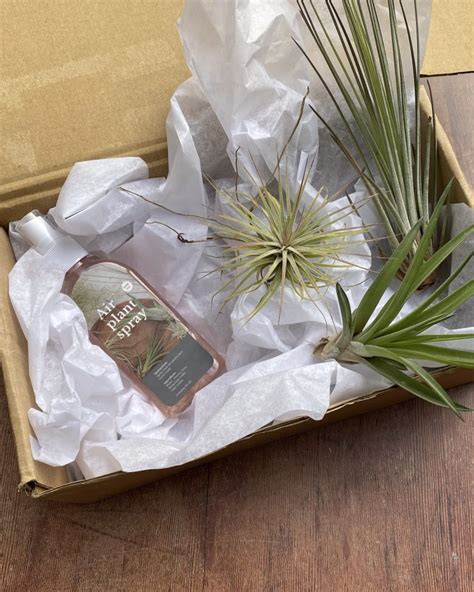 Air Plant Trio Box Colours Florists