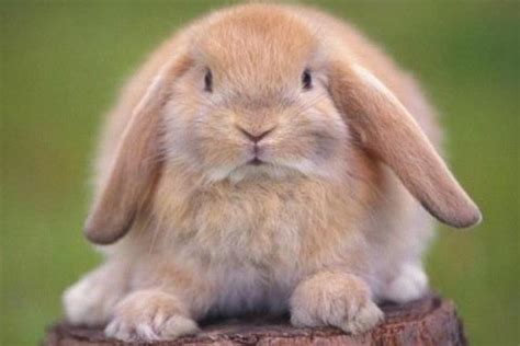 全耳毛兔搜狗百科