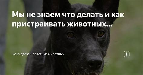 Мы не знаем что делать и как пристраивать животных Хочу Домой Курская область Дзен