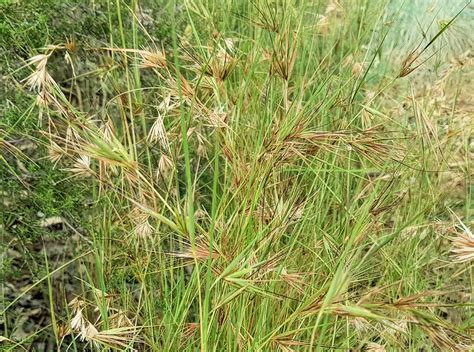 Kangaroo Grass Themeda Triandra Ausemade