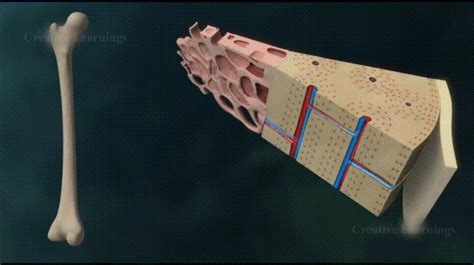 Compact Bone  On Imgur