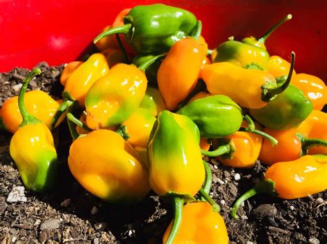 How To Grow Habanero Pepper Plants In Pots Grow Hot Peppers