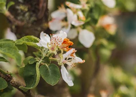 Flor De Feijoa Fotos De Stock Imágenes De Flor De Feijoa Sin Royalties Depositphotos