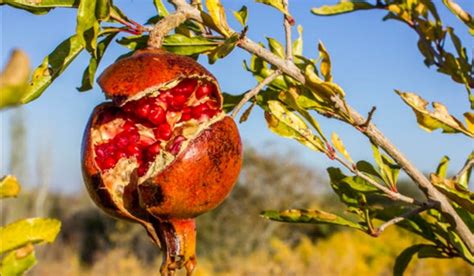 Penyebab Buah Delima Pecah Pecah Dan Cara Mengatasinya DWI PURWANTO