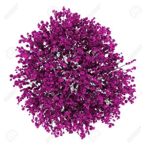 PhotoshopTree Trees Top View Tree Photoshop Judas Tree