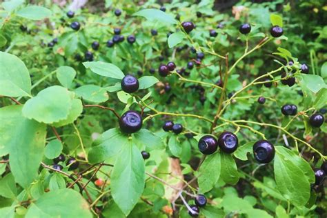 Huckleberry Havens Of Idaho Hidden Flavor Trails Touristsecrets
