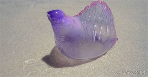 Amazing Blob Of Mystery Makes Landfall On Beach GAG