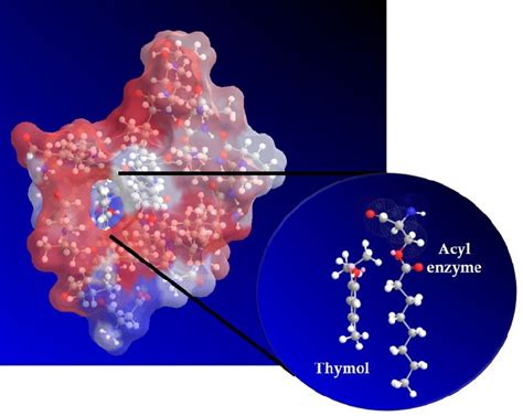 Reduced Model Of Calb With Thymol In The Vicinity Of The Acyl Enzyme Download Scientific Diagram