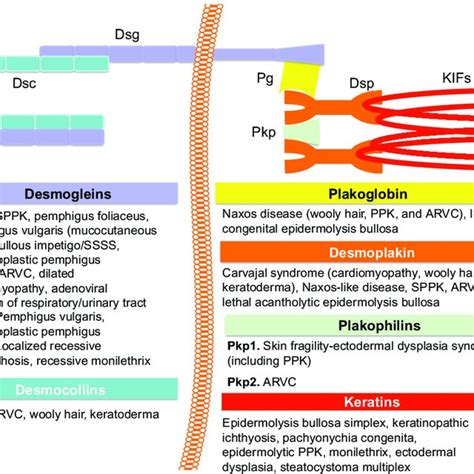 Pdf Desmosome Assembly Homeostasis And Desmosomal Disease