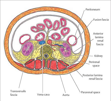 Retroperitoneal Organs