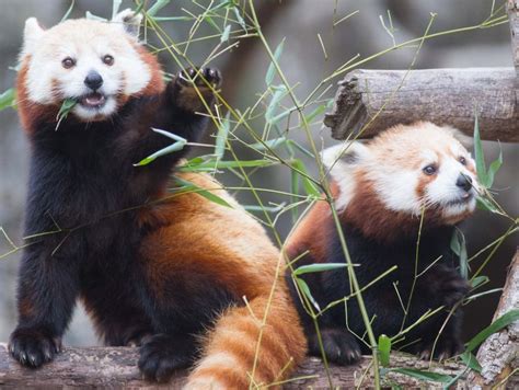 Smithsonians National Zoo And Conservation Biology Institute What Do Red Pandas Eat