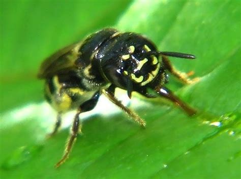 Ceratina Flavipes Smith