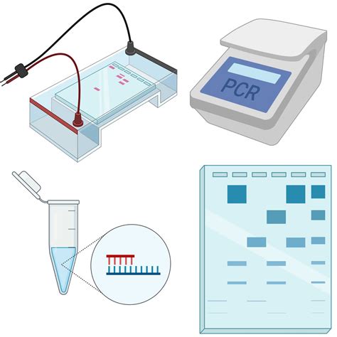 Dna Quality Control Of Pcr Products And Native Dna By Agarose Gel