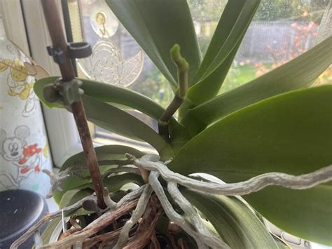 How To Know If Youre Overwatering Your Orchid 7 Tell Tail Signs