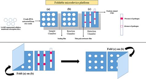 Overview Of The Membrane Based Microdevice Design A Sample Chamber Download Scientific