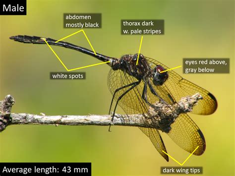 Swift Setwing Arizona Dragonflies