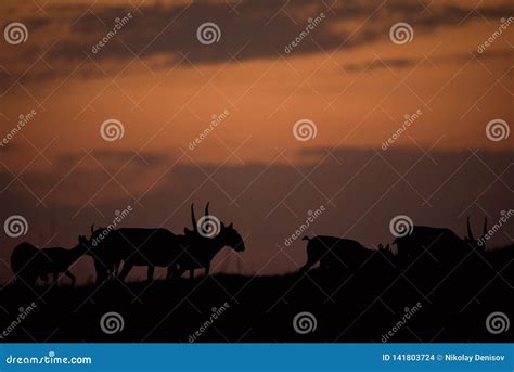 Silhouette Of A Saiga At Sunset Saiga Tatarica Is Listed In The Red