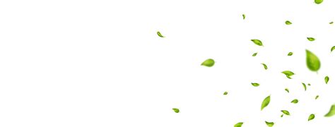 녹색 잎 프레임 에코 비건 유기농 디자인 요소 하얀 긴 깃발에 떨어지는 잎 뷰티 제품 웨이브 단풍 장식 신선한 차 배경 화장품