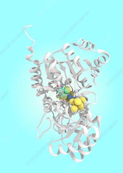 Illustration Of A Nitrogenase Enzyme Stock Image C0464414