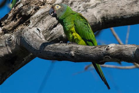 Aratinga Weddelli Flickr