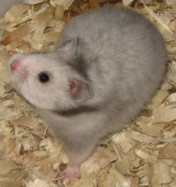 Syrian Hamster Varieties Harvey Hams
