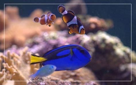 10 Snowflake Eel Tank Mates List Of Compatible Species