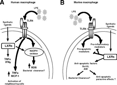 Regulation Of Macrophage Functions By Ppar α Ppar γ And Lxrs In Mice And Men