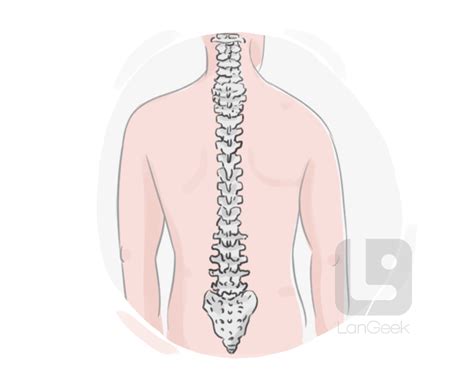 Definition Meaning Of Backbone LanGeek