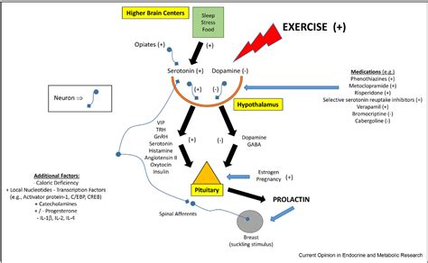 Figure 1 From The Thyroid Axis Prolactin And Exercise In Humans Semantic Scholar