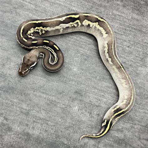 Phantom Freeman Ballpython