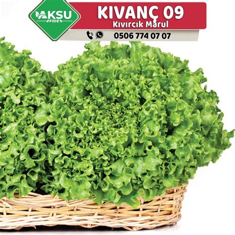 Kıvanç 09 Kıvırcık Marul Fidesi Fiyatı